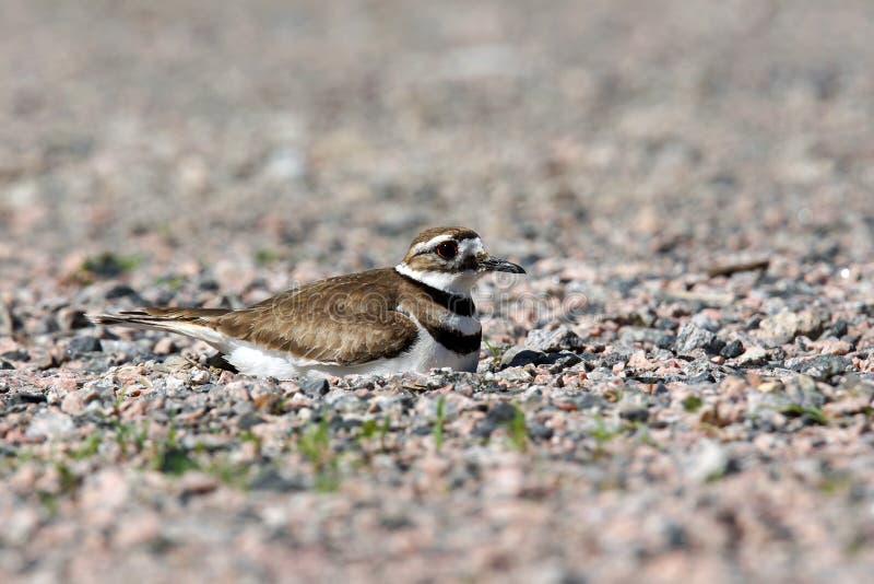 Killdeer on nest stock image. Image of shorebird, nest - 96421425