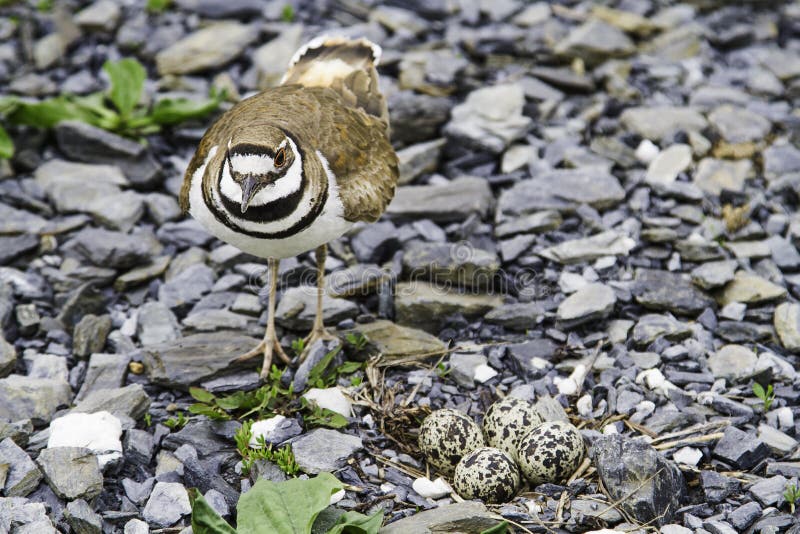 Killdeer and nest stock image. Image of bird, feather - 61800381