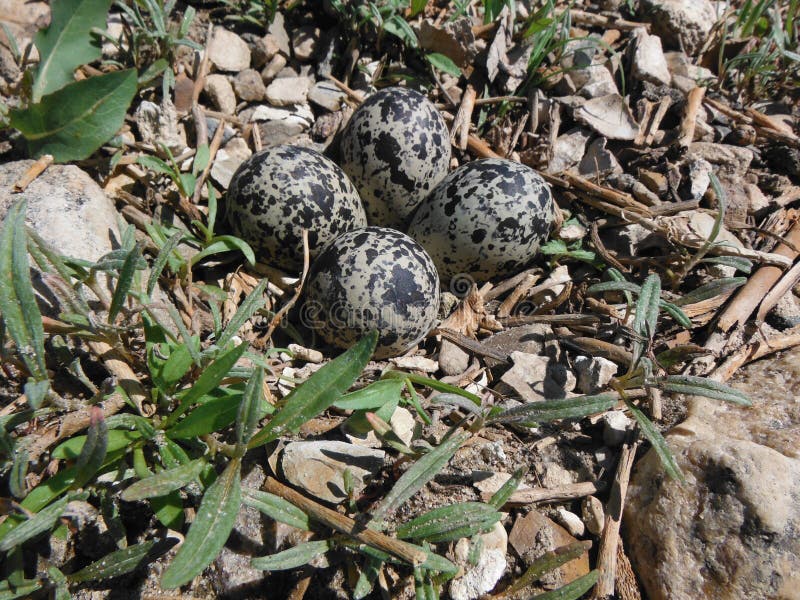 Killdeer nest stock photo. Image of nest, sand, spotted - 34154378