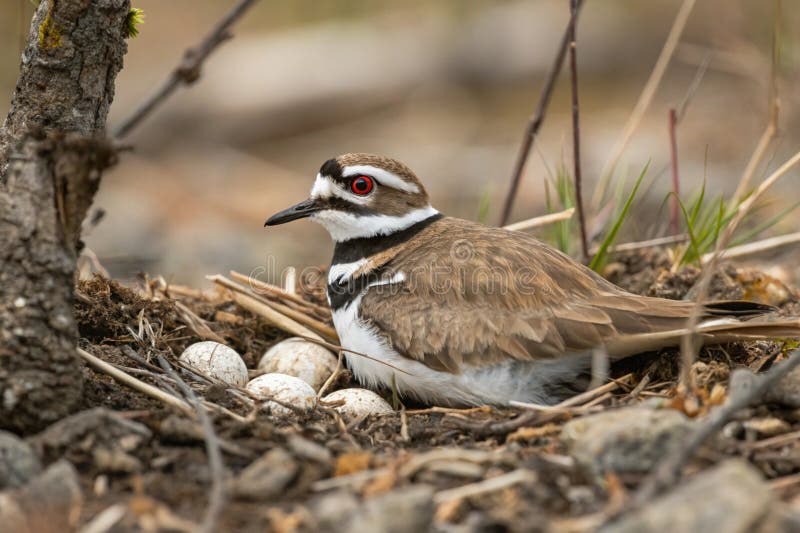 Killdeer Nest Stock Illustrations – 5 Killdeer Nest Stock Illustrations ...