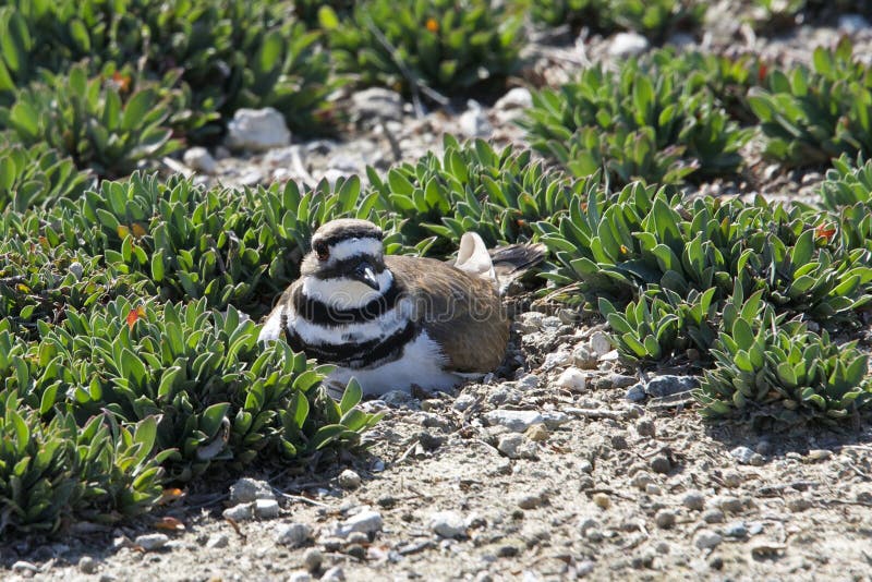 Killdeer Nesting on the Ground Stock Image - Image of feathers ...