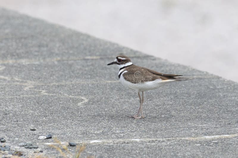 Killdeer Plover Bird in Yellowstone Stock Image - Image of habitat ...