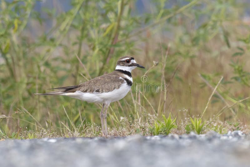 Killdeer plover bird stock photo. Image of plover, america - 188108584