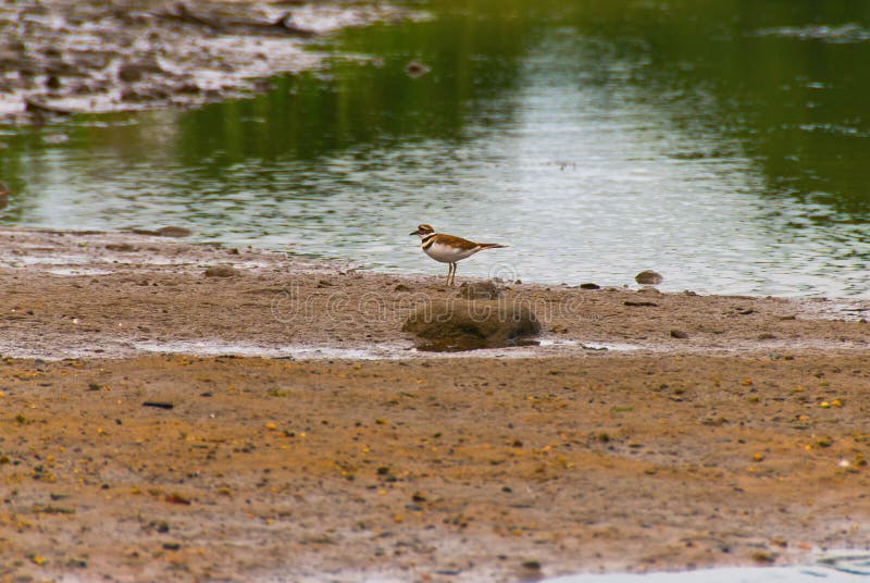 Killdeer Plover stock image. Image of killdeer, profile - 51213681