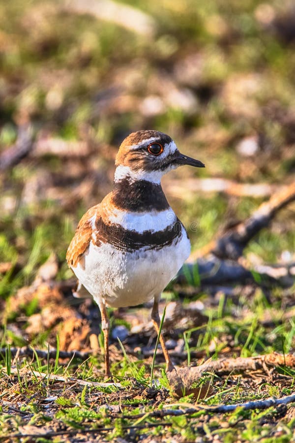 Killdeer Standing in the Grass at Presque Isle State Park Stock Photo ...