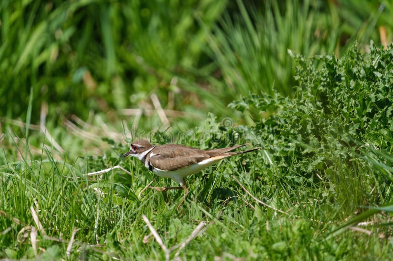 Killdeer Resting at Lakeside Marsh Stock Image - Image of barren ...