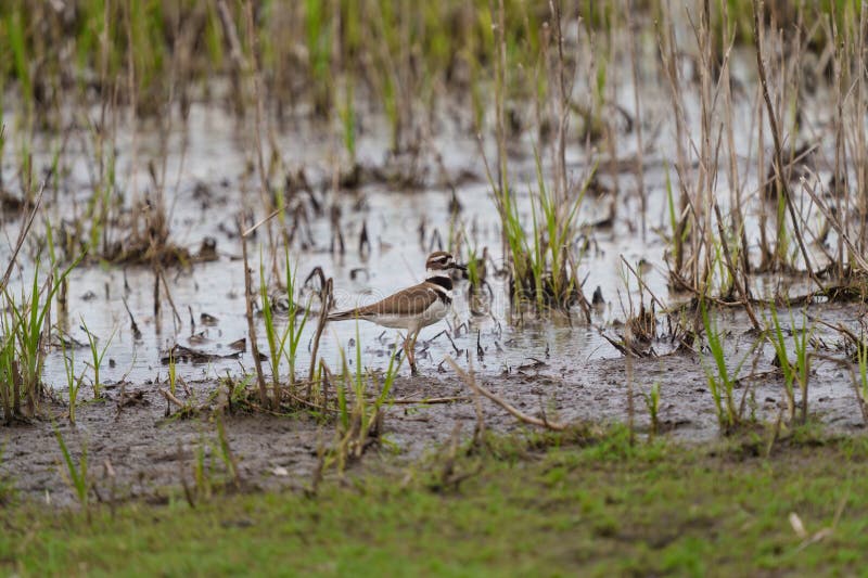 Killdeer Resting at Lakeside Marsh Stock Image - Image of numbers ...