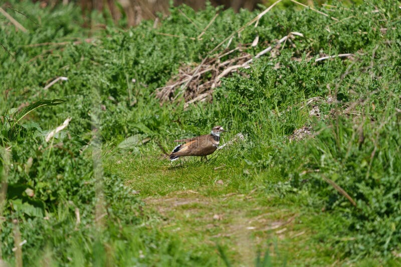 Killdeer Resting at Lakeside Marsh Stock Photo - Image of predators ...