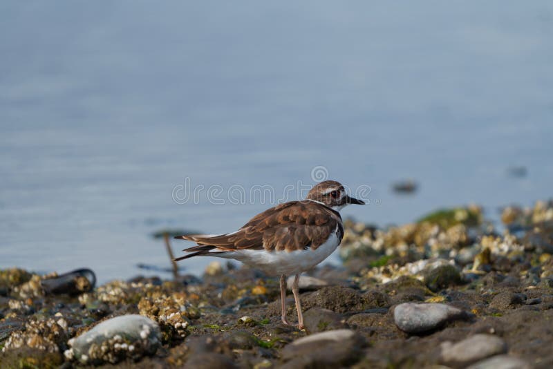 Killdeer Resting at Seaside Stock Image - Image of large, plover: 255981255