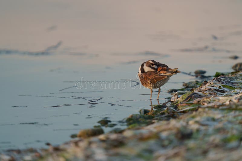 Killdeer Resting at Seaside Stock Image - Image of killdeer, looking ...