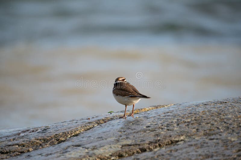 Killdeer Resting at Seaside Stock Photo - Image of numbers, plover ...