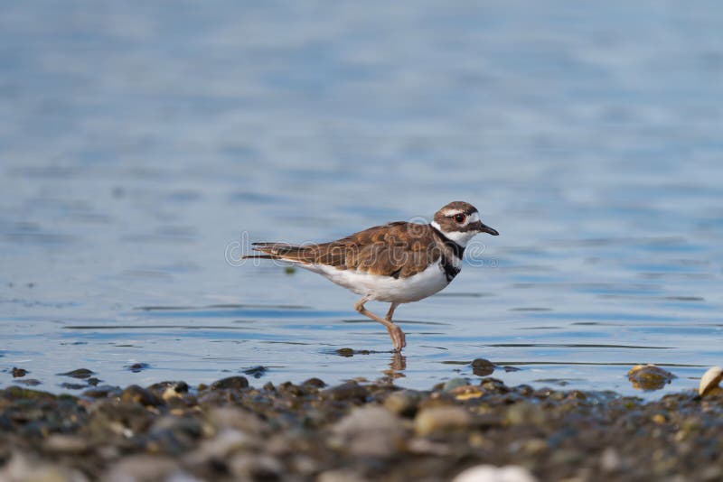 Killdeer Resting at Seaside Stock Photo - Image of dirt, long: 257518146