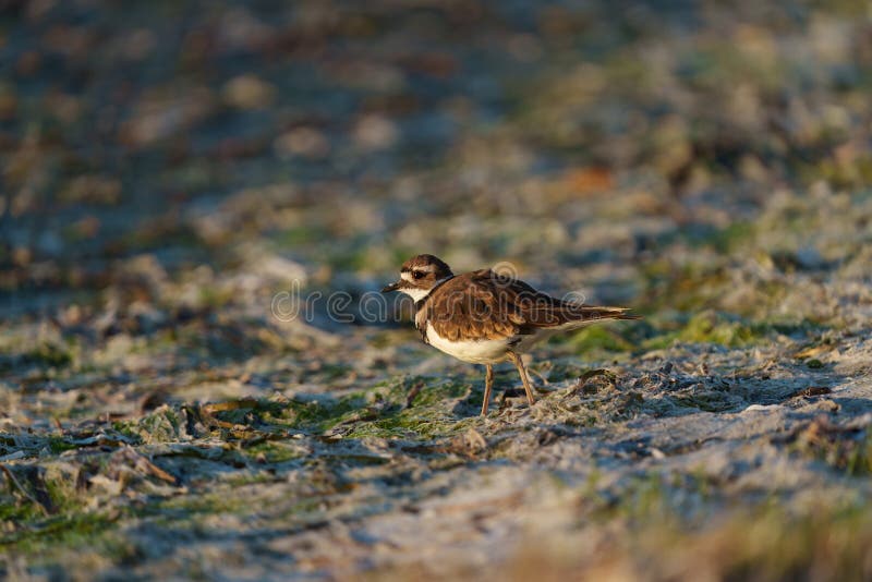 Killdeer Resting at Seaside Stock Image - Image of long, migration ...