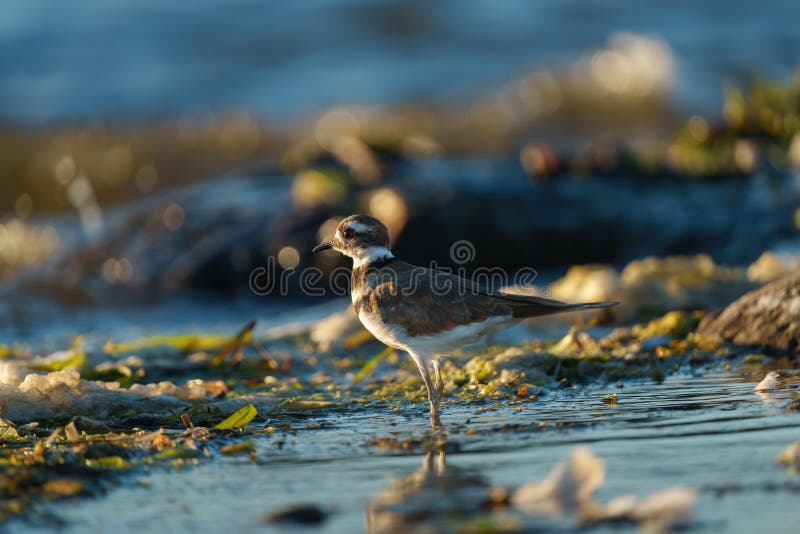Killdeer Resting at Seaside Stock Image - Image of predators, food ...