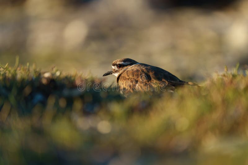 Killdeer Resting at Seaside Stock Photo - Image of north, perform ...