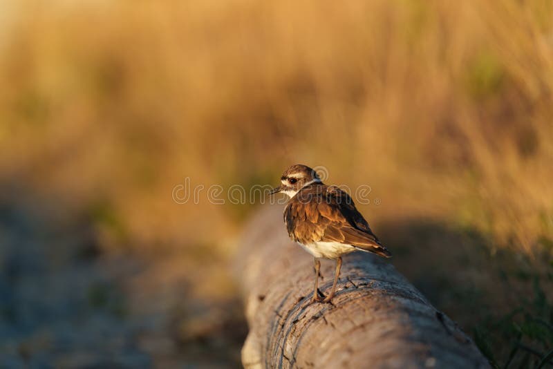 Killdeer Resting at Seaside Stock Image - Image of north, occurs: 261913201