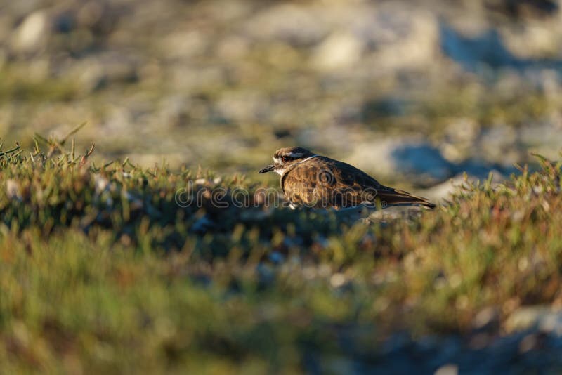 Killdeer Resting at Seaside Stock Image - Image of gathers, migration ...
