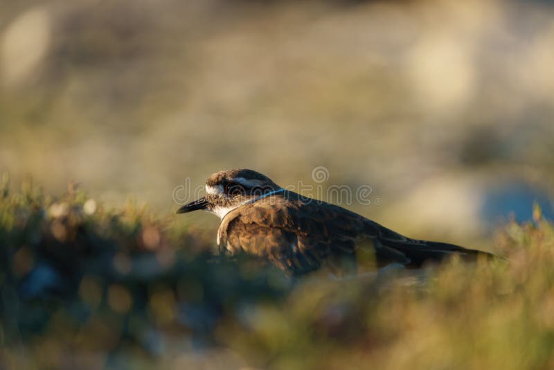 Killdeer Resting at Seaside Stock Photo - Image of black, large: 262241366