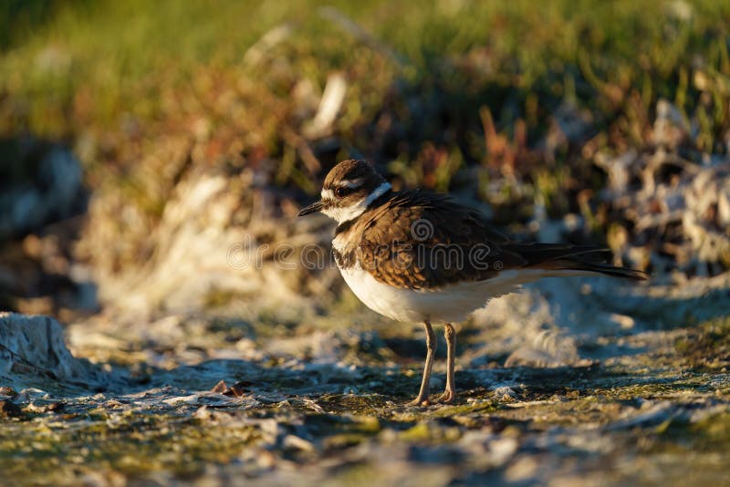 Killdeer Resting at Seaside Stock Photo - Image of birding, food: 262545478