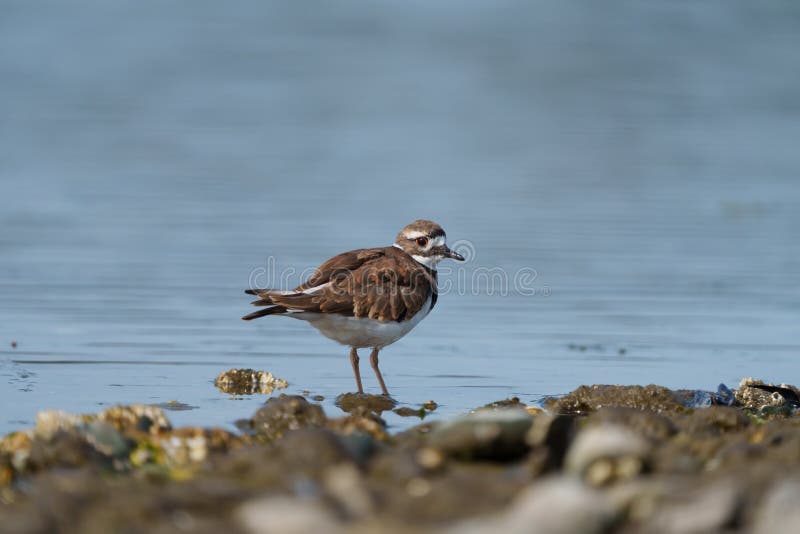 Killdeer Resting at Seaside Stock Image - Image of numbers, distract ...