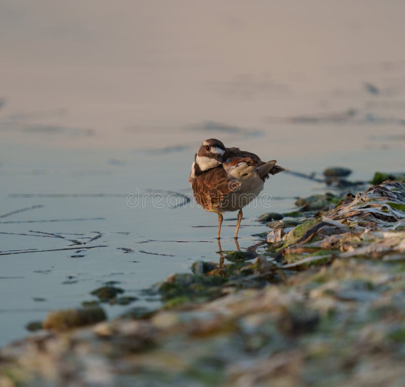 Killdeer Resting at Seaside Stock Image - Image of gathers, food: 264526735