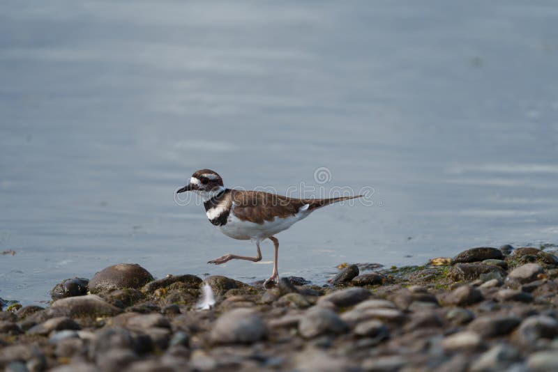 Killdeer Resting at Seaside Stock Photo - Image of displays, birding ...