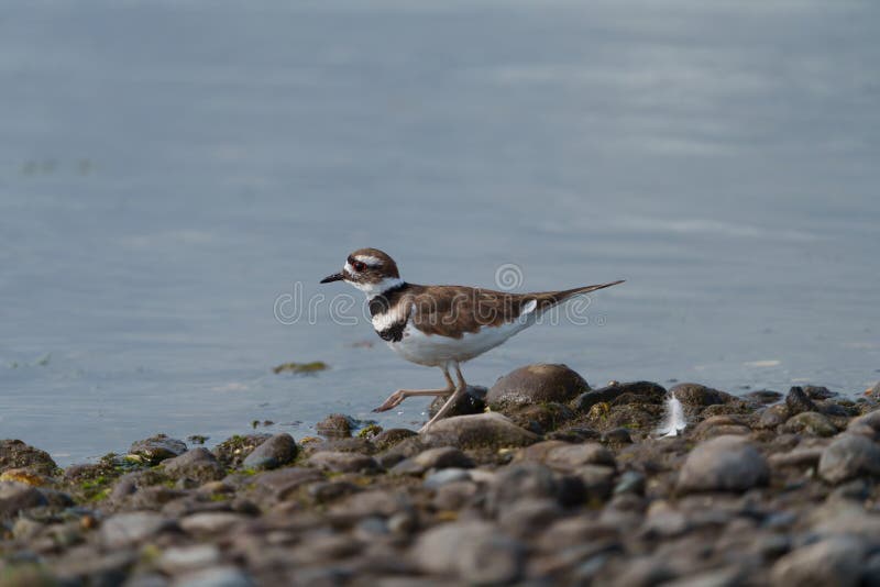 Killdeer Resting at Seaside Stock Photo - Image of displays, barren ...