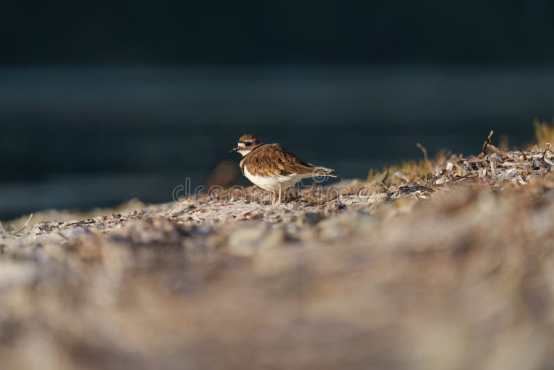 Killdeer Resting at Seaside Stock Image - Image of killdeer, nests ...