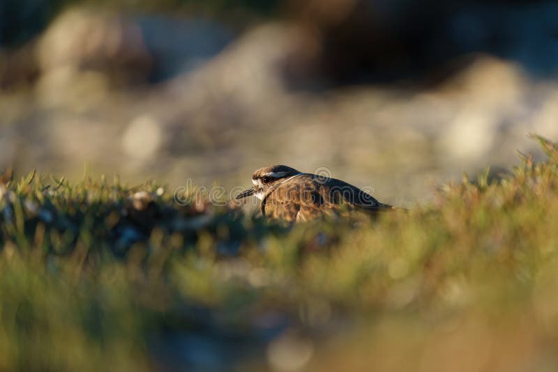 Killdeer Resting at Seaside Stock Image - Image of breast, adults ...