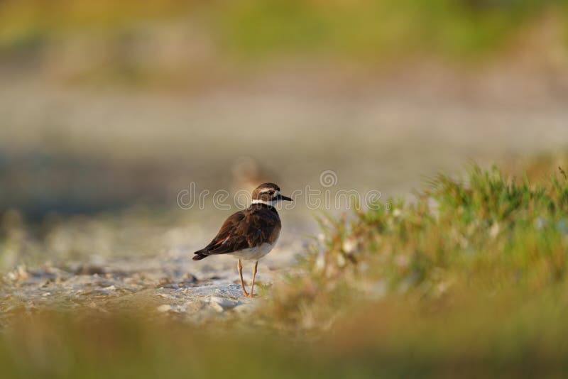 Killdeer Resting at Seaside Stock Image - Image of fields, gathers ...