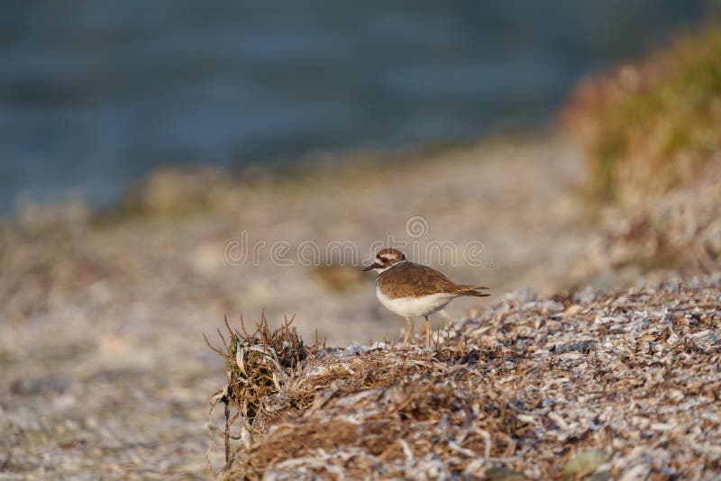 Killdeer Resting at Seaside Stock Image - Image of gathers, plover ...