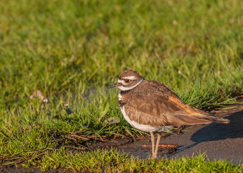 Killdeer stock photo. Image of audubon, shorebird, sandpiper - 40381332