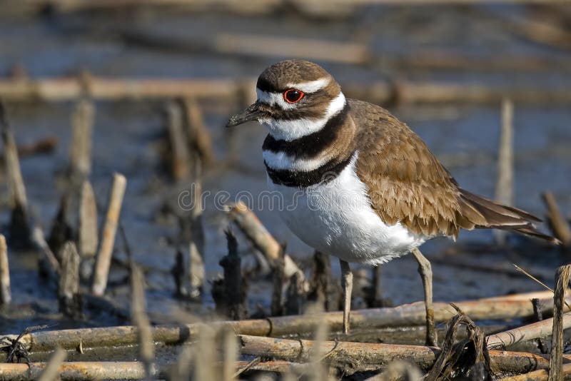 Killdeer stock photo. Image of marsh, bird, kill, wildlife - 69887136