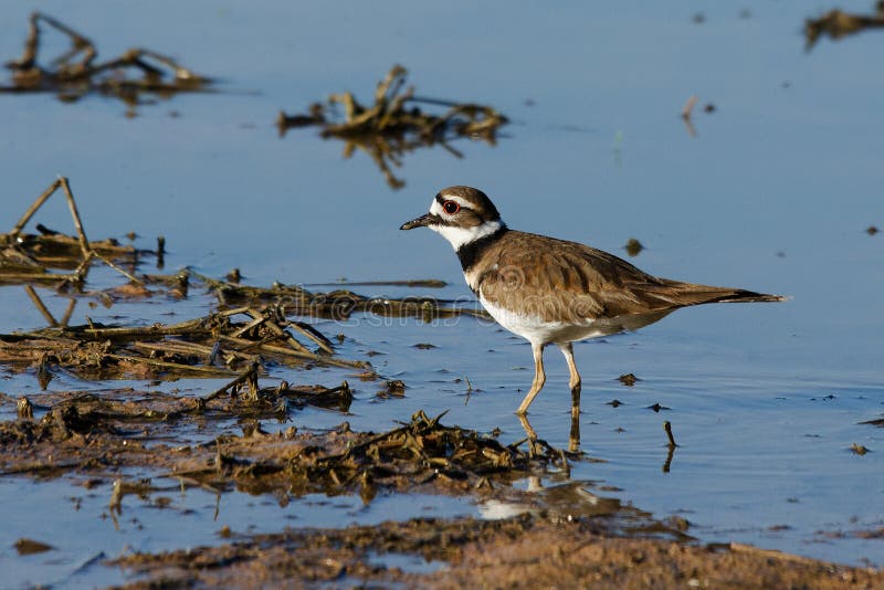 Killdeer wading stock image. Image of audubon, wading - 53518039