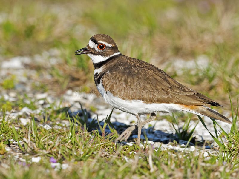 Killdeer stock photo. Image of kill, avian, deer, feeding - 90646828