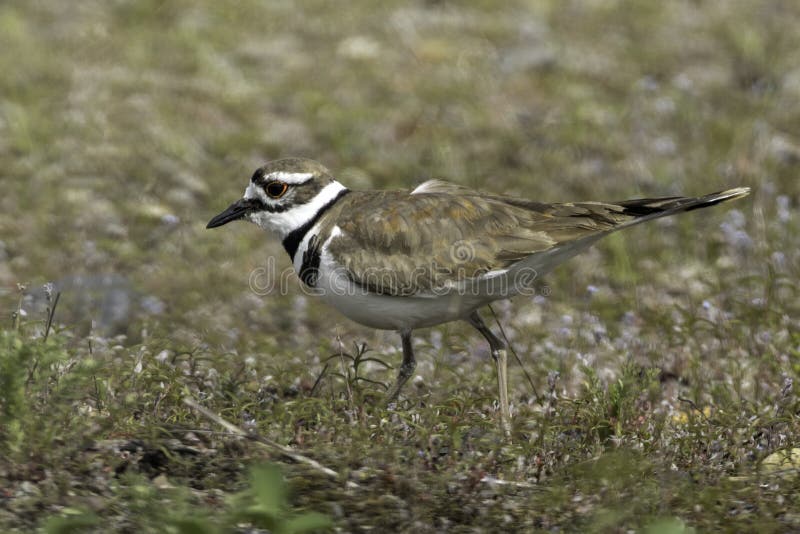 Killdeer Walking on the Ground Stock Photo - Image of ornithology ...