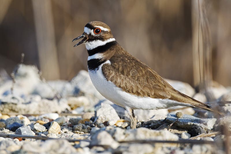 Killdeer stock image. Image of charadrius, nature, marsh - 75734709