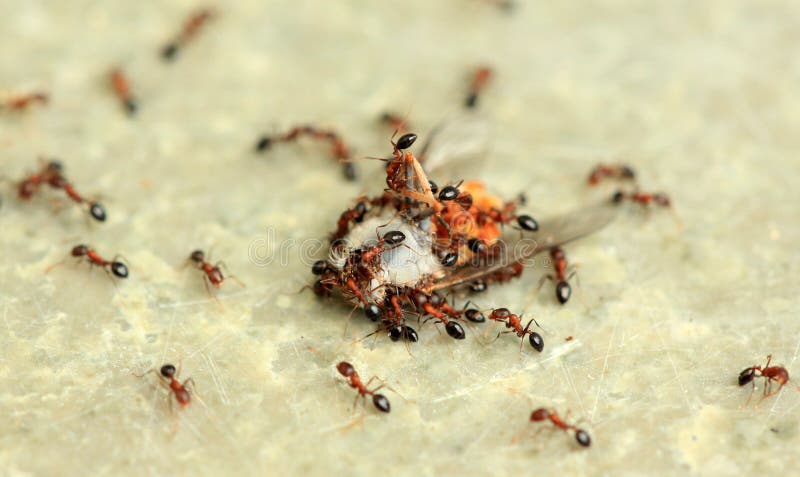 Killer ants stock photo. Image of legs, bite, food, killer - 16016672