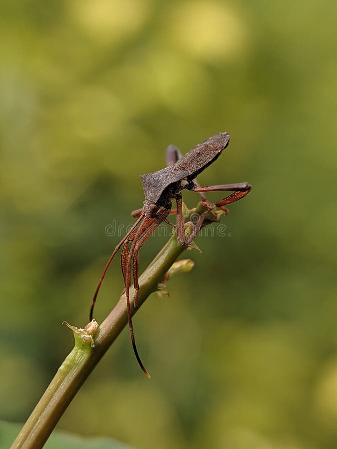 Killer Bug on a Branch stock image. Image of insect - 211431401