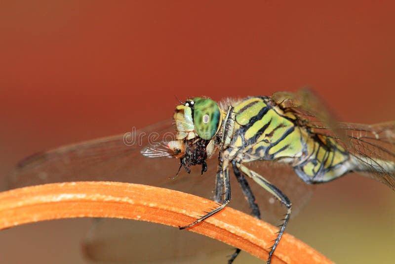 15+ Dragonfly mouth Free Stock Photos - StockFreeImages