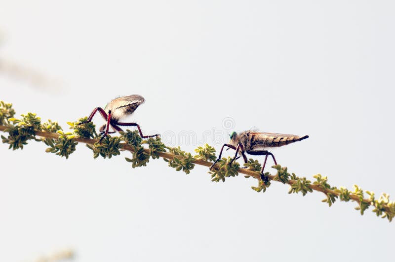 Killer fly (robber fly) stock photo. Image of islands - 70266944
