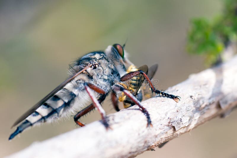 Killer fly (robber fly) stock photo. Image of micro, islands - 70267204