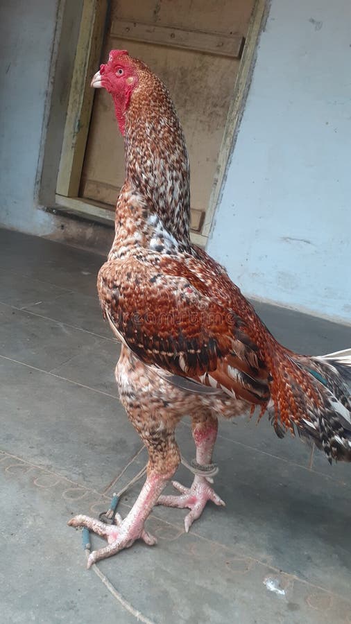 Killer Indian Rooster Stock Photos - Free & Royalty-Free Stock Photos ...