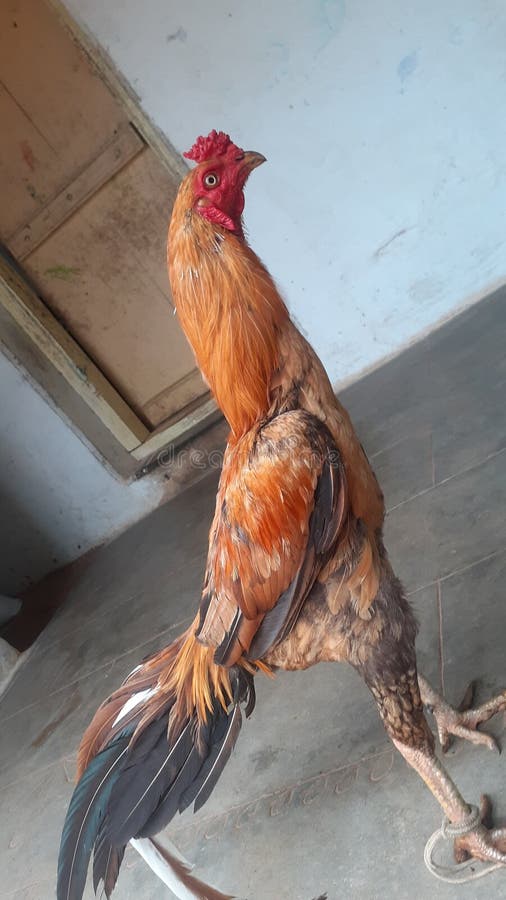 Killer Indian Rooster Stock Photos - Free & Royalty-Free Stock Photos ...