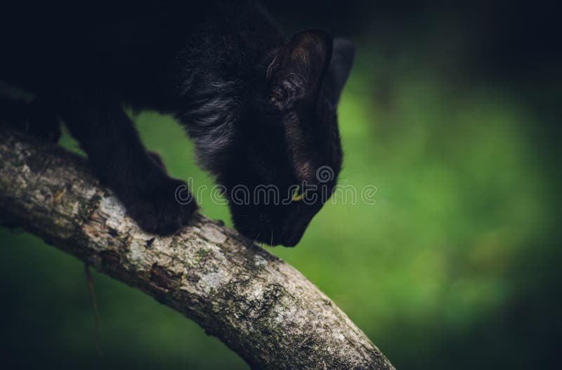 Killer Instinct of a Cat, Crouch Down and Inching Towards Its Prey ...