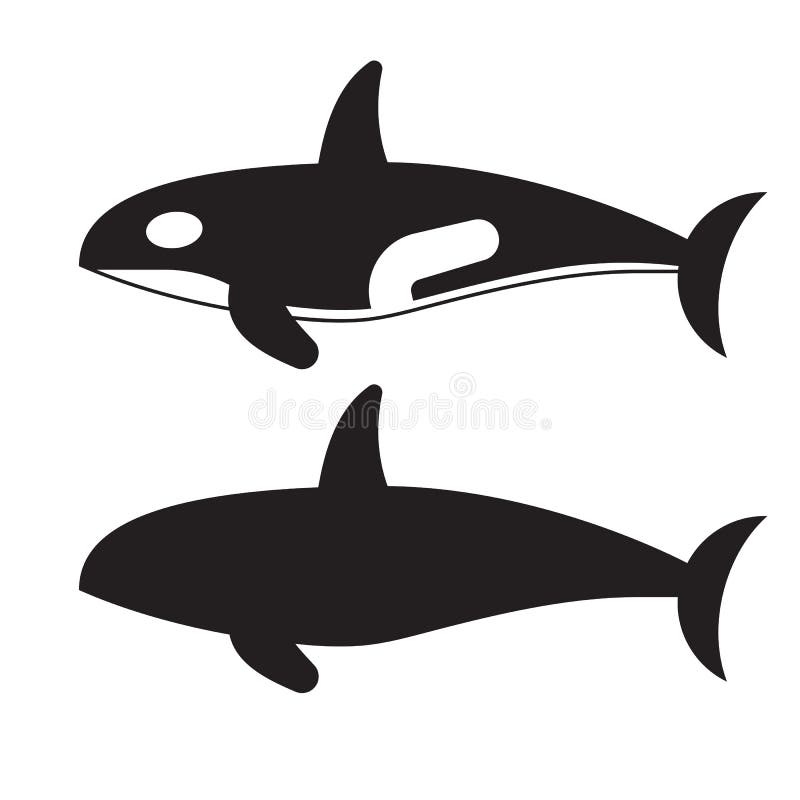 Killer Whale Drawing Template