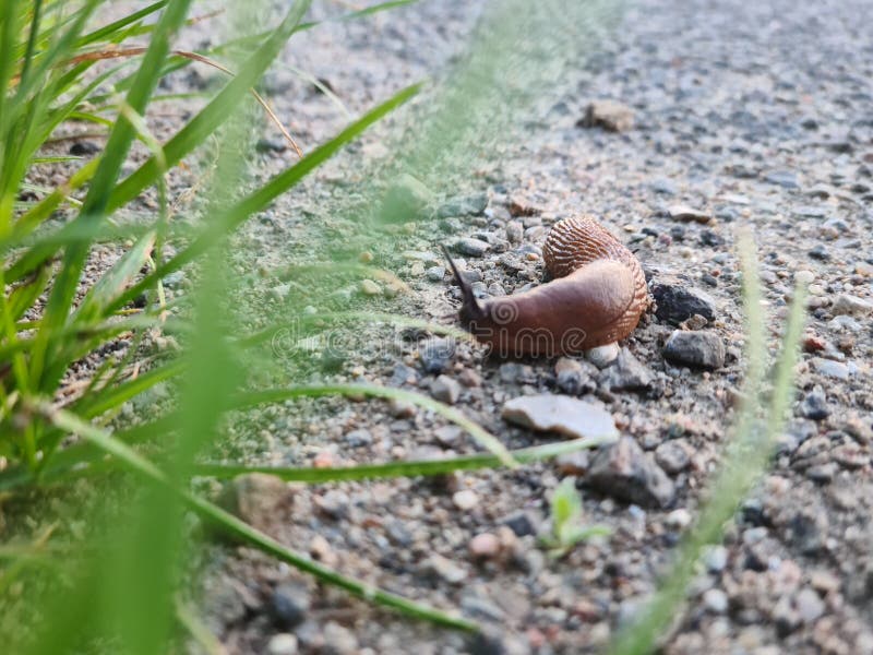 Killer snail on road stock image. Image of flower, soil - 250701095