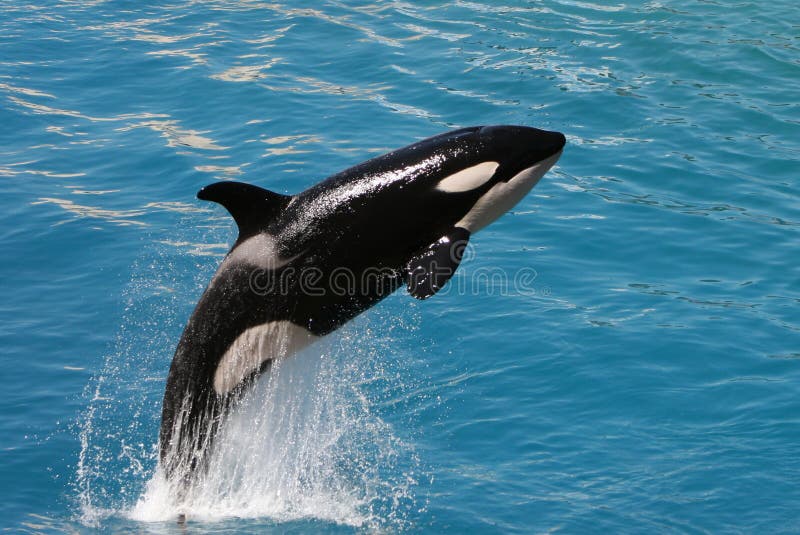 Killer whale #1 stock photo. Image of ocean, mammal, killer - 2941356