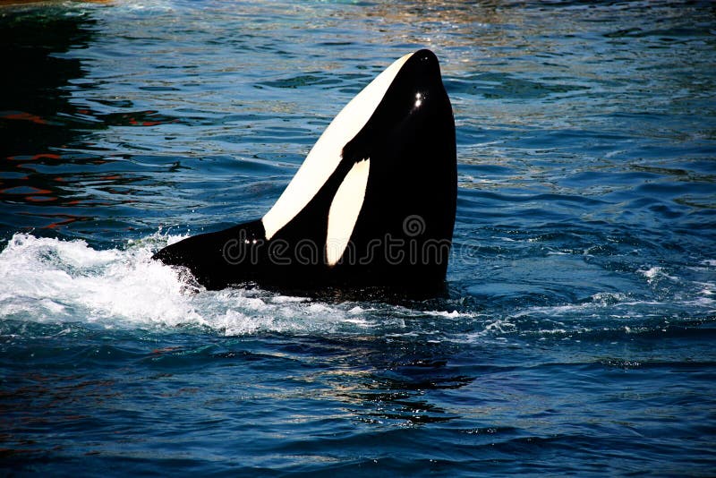 Killer whale stock photo. Image of swimming, leap, life - 10182672