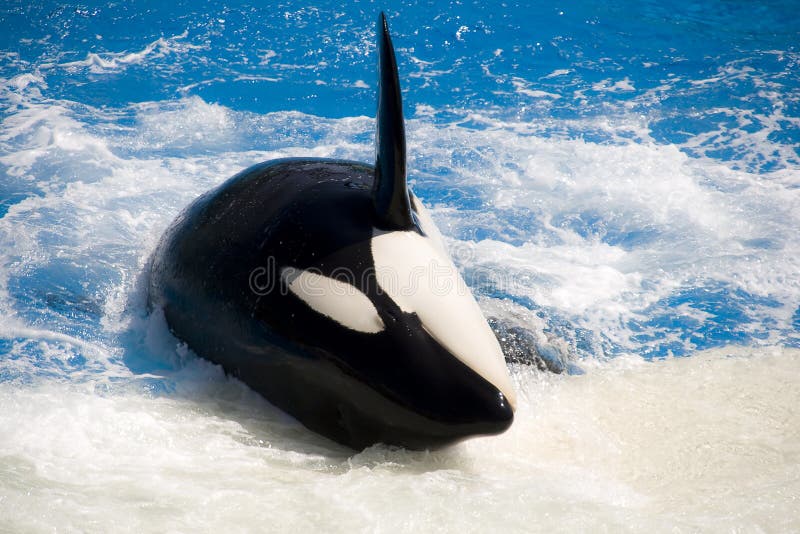 Shamu Killer Whale editorial photography. Image of fins - 12188052